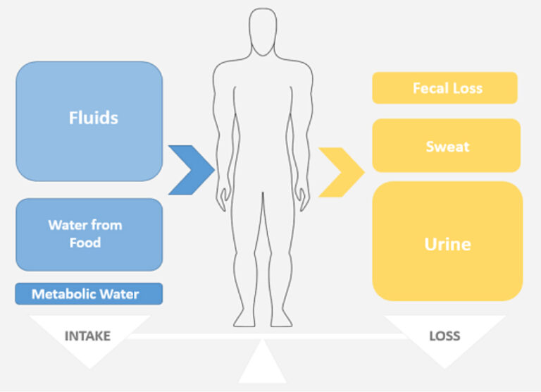 Optimize Your Health with Proper Water Flow Inside the Body